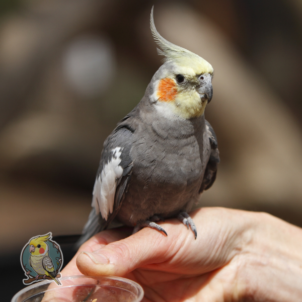 Types of Cockatiels: A Comprehensive Guide - Feathered Tails & Friends